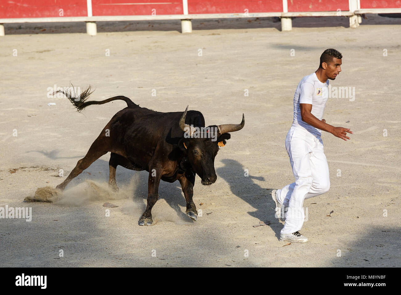 One single bull at a fight with matador in the arena of Bellegarde ...