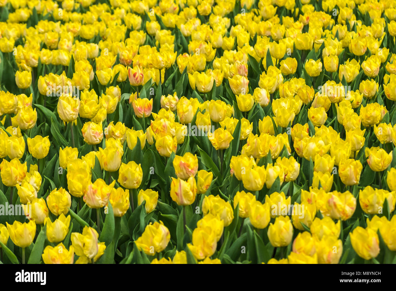 Odorless Flowers High Resolution Stock Photography and Images - Alamy