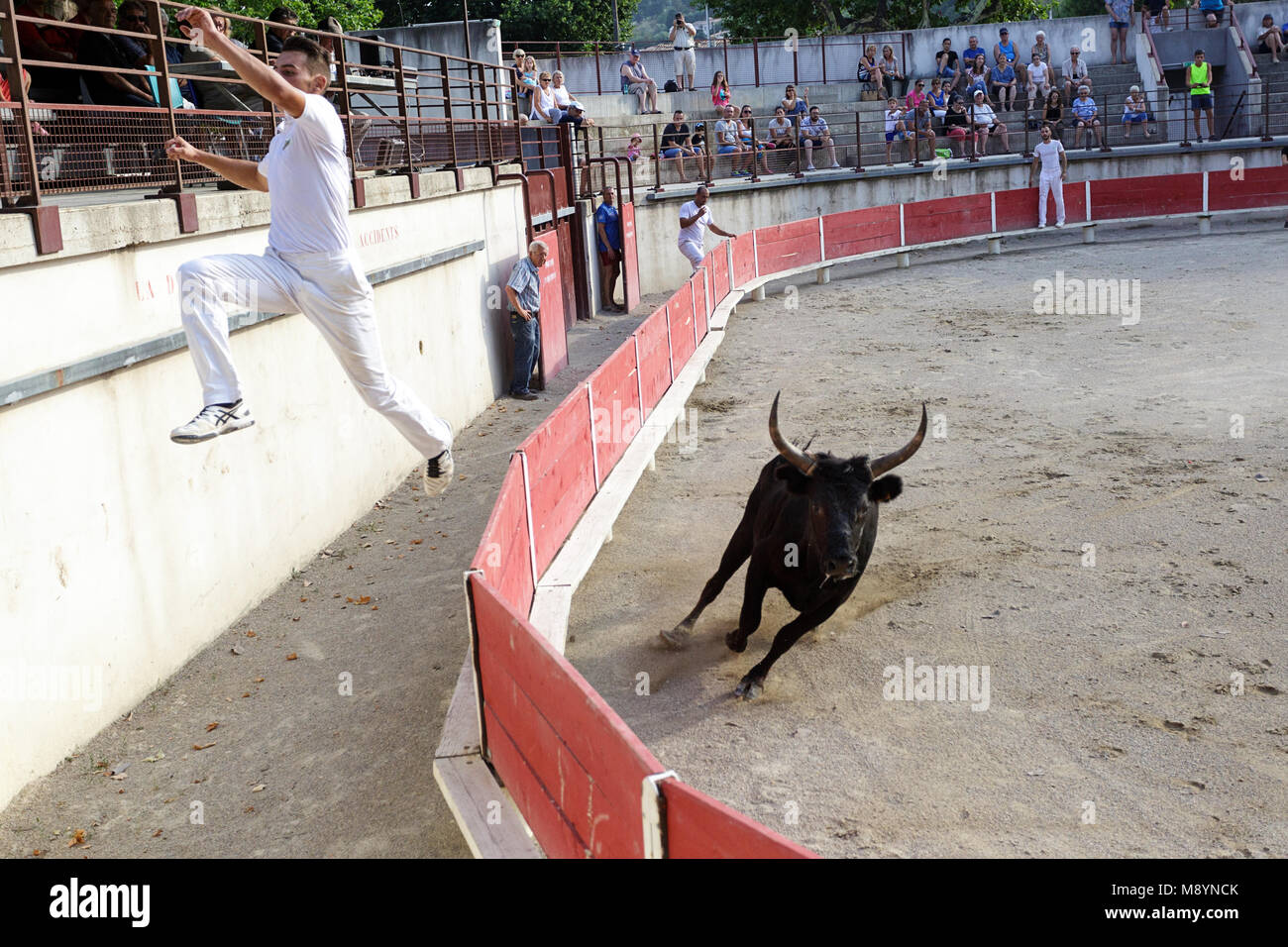Matador jumping on red fence from bull in the bullfight arena of ...