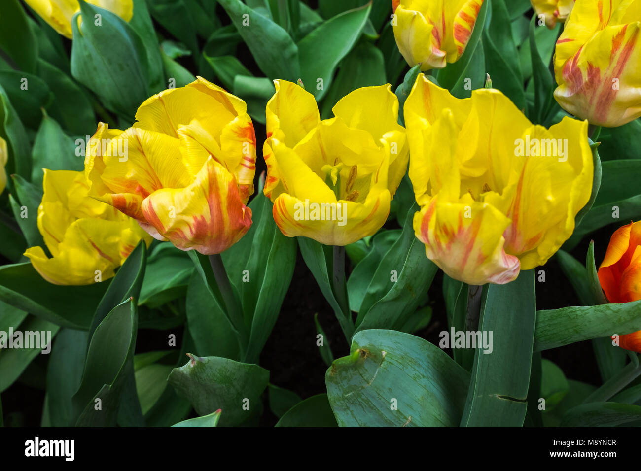 Odorless Flowers High Resolution Stock Photography and Images - Alamy