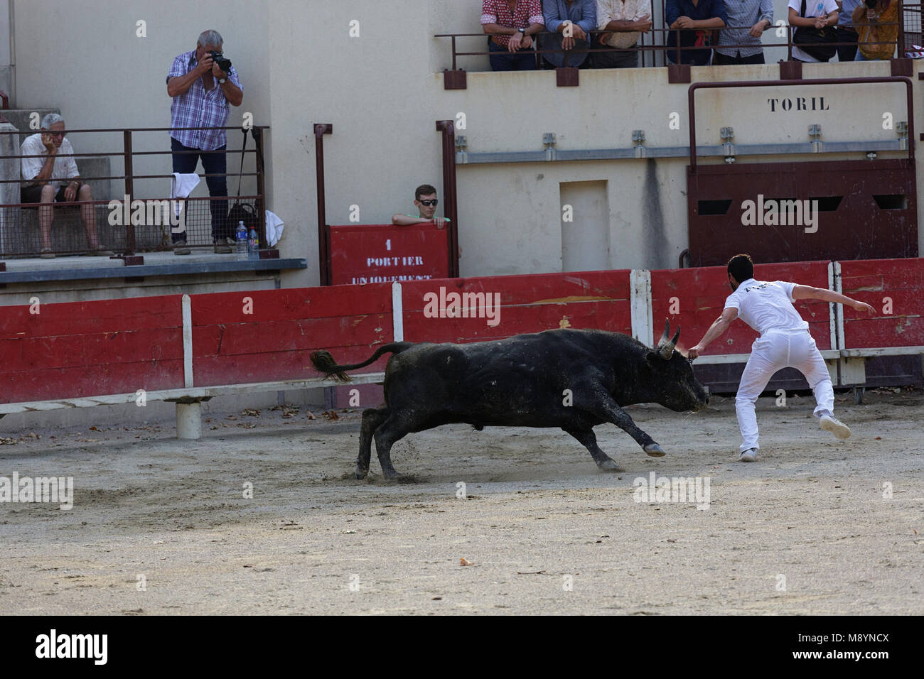 One single bull at a fight with matador in the arena of Bellegarde ...