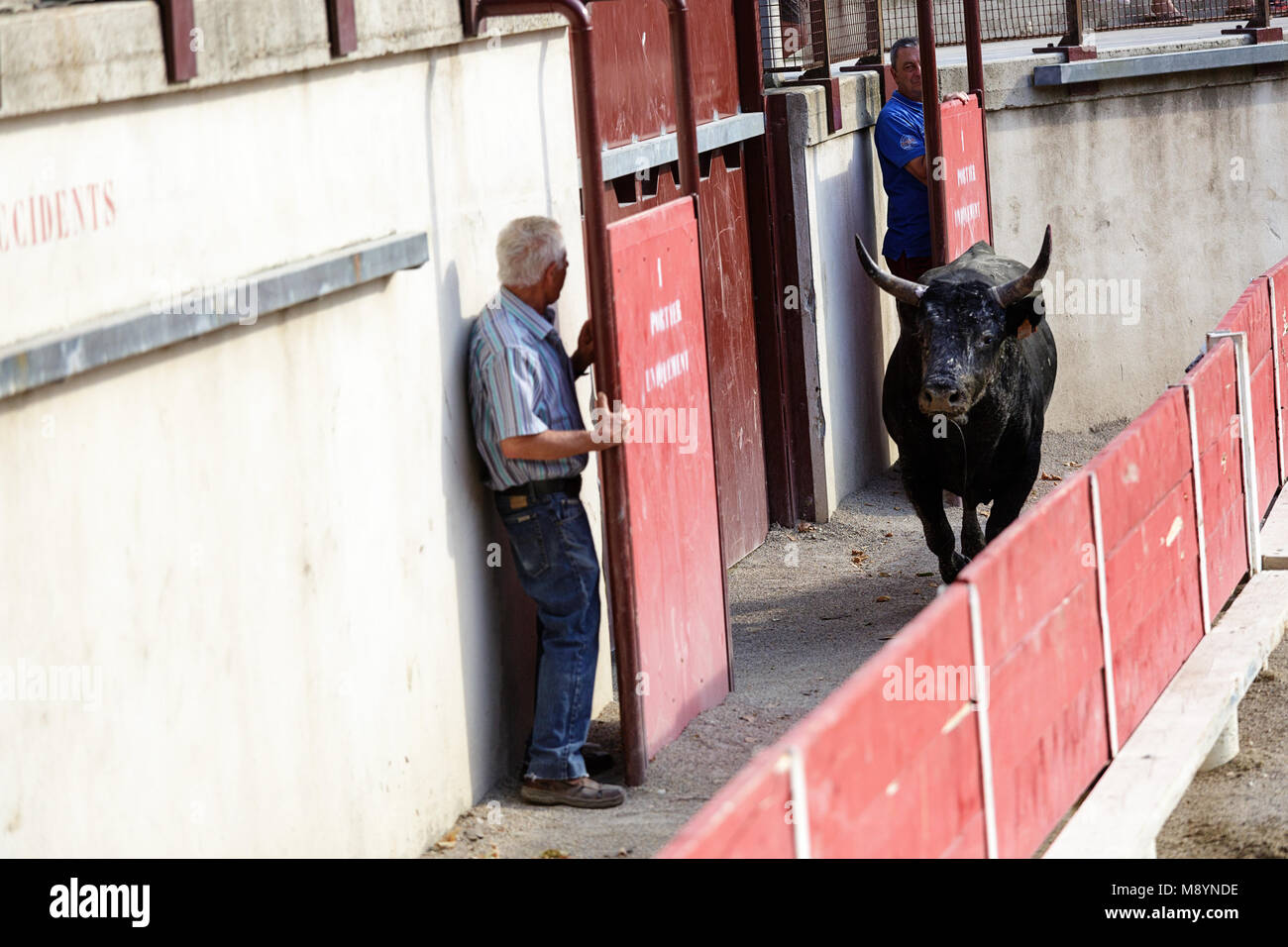 Men hiding behind red door from an escaped bull in the bullfight arena ...