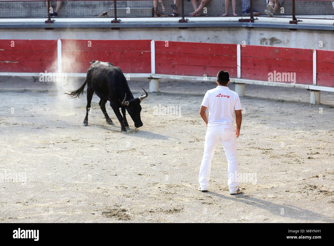 One single bull at a fight with matador in the arena of Bellegarde ...