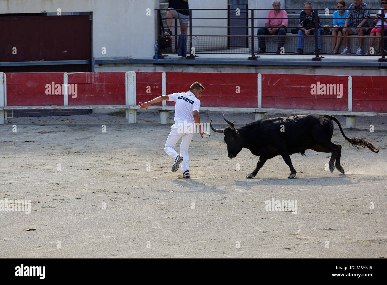 Grab bull by the horns hi-res stock photography and images - Alamy