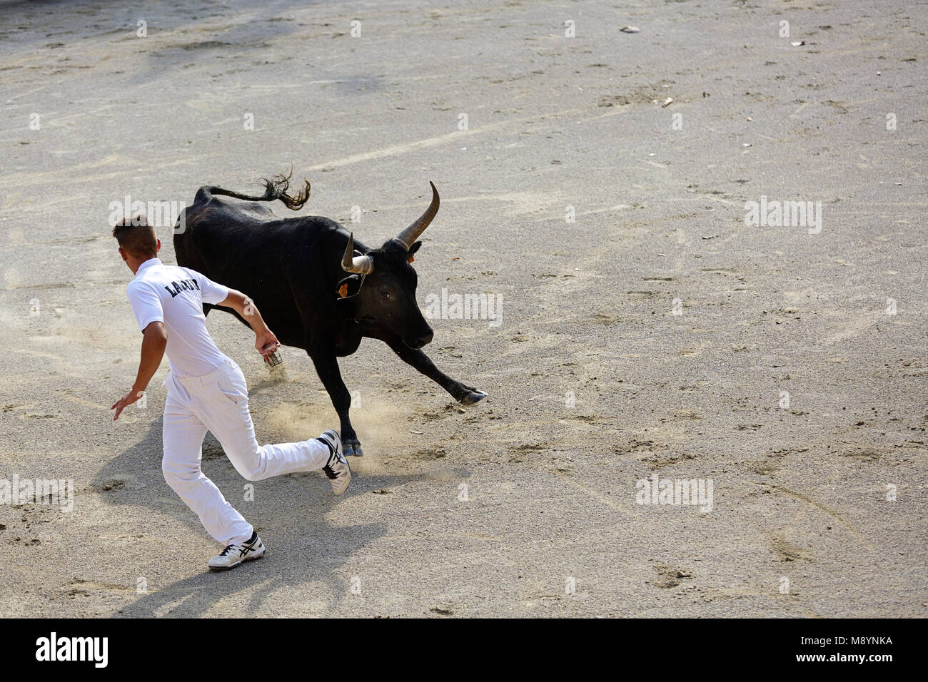 One single bull at a fight with matador in the arena of Bellegarde ...