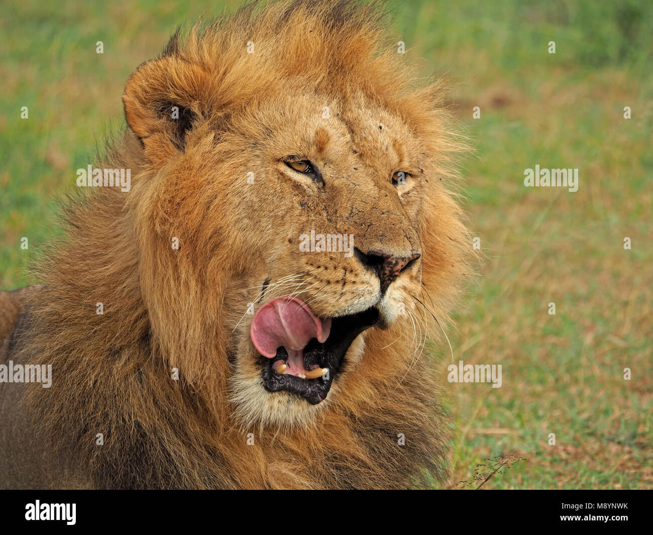 scarred imperious male Lion (Panthera leo) with tawny mane licking lips ...