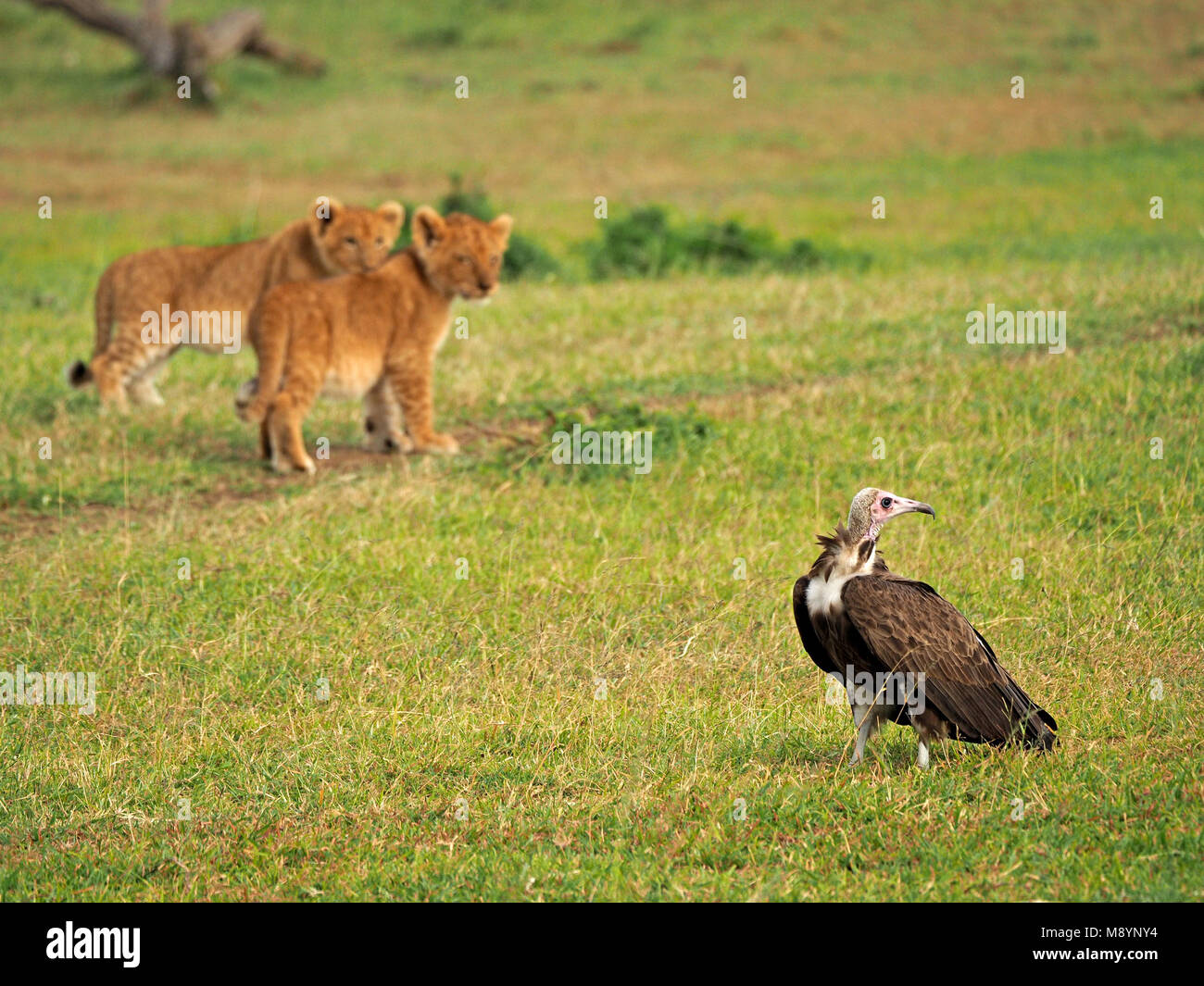 two cautious young Lion cubs (Panthera leo) showing baby spots watch ...