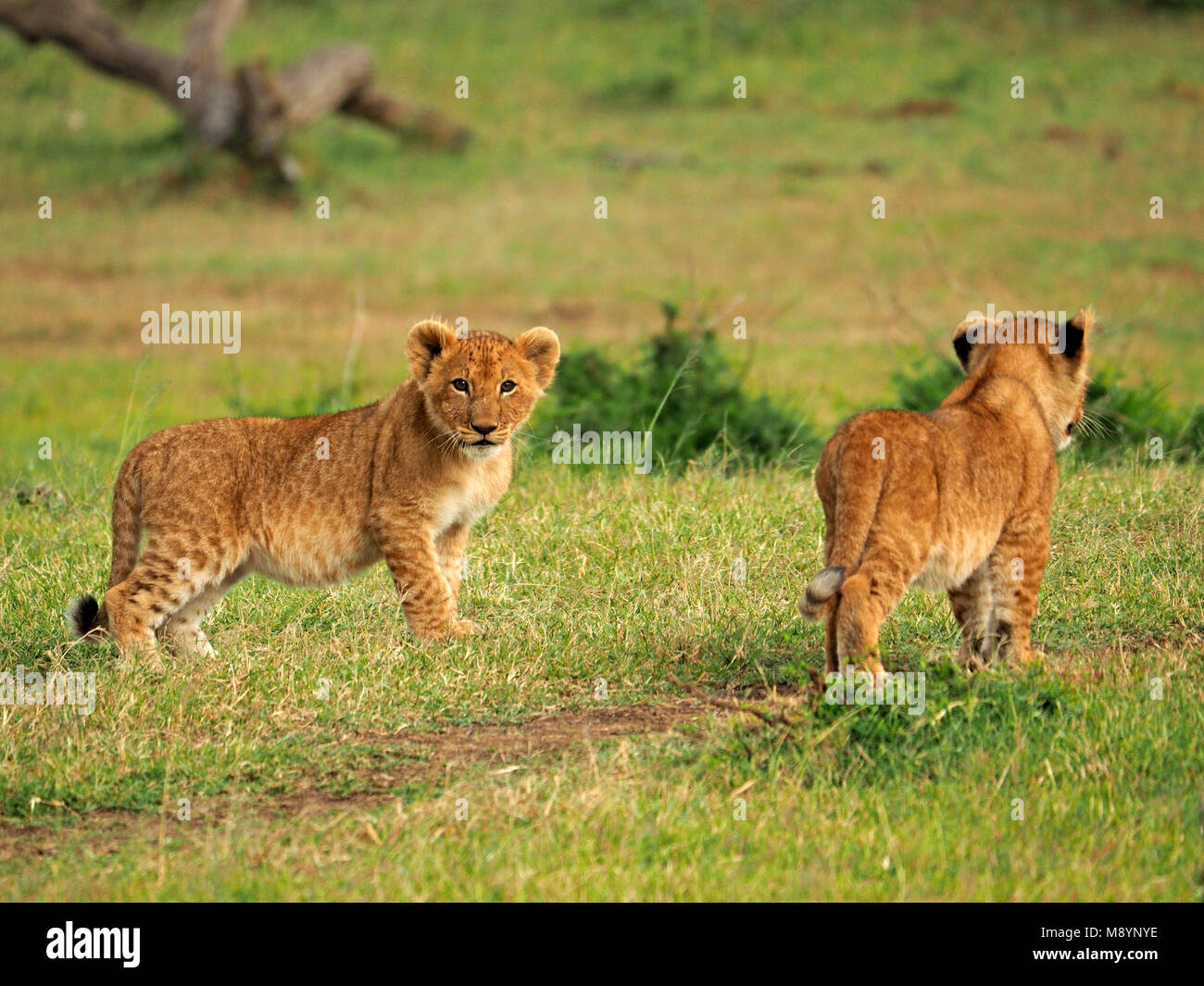 two cautious young Lion cubs (Panthera leo) showing baby spots watching ...
