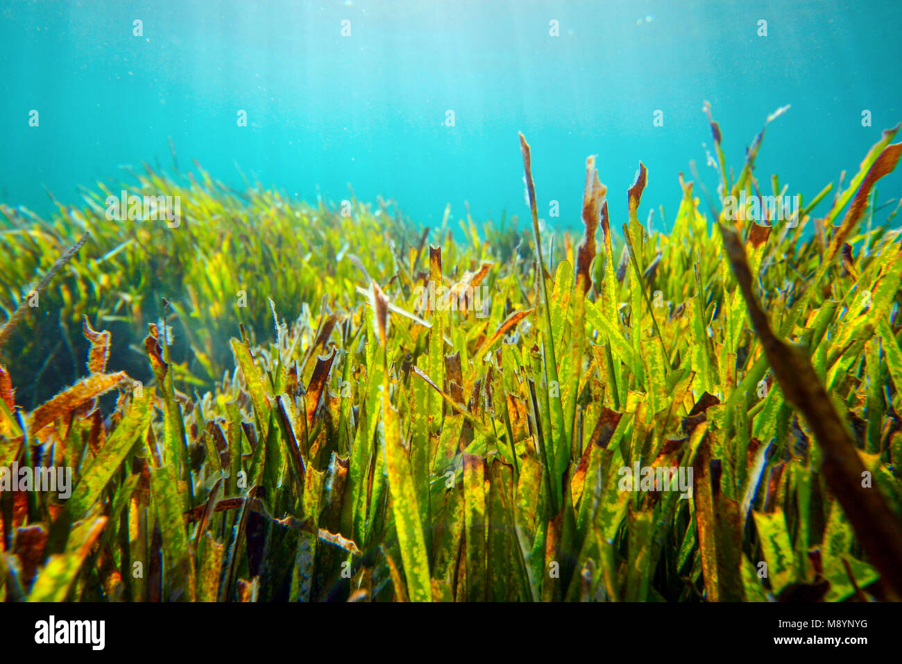 Underwater shot of bright green grass growing under the sea lit by sun ...
