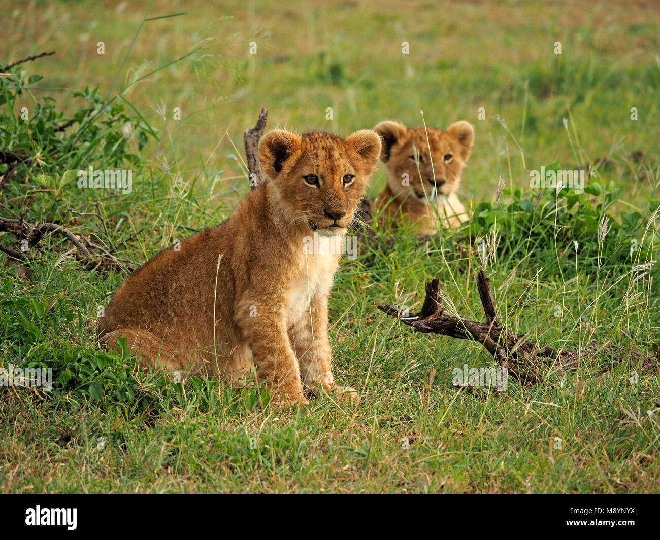 two cautious young Lion cubs (Panthera leo) showing baby spots watching ...