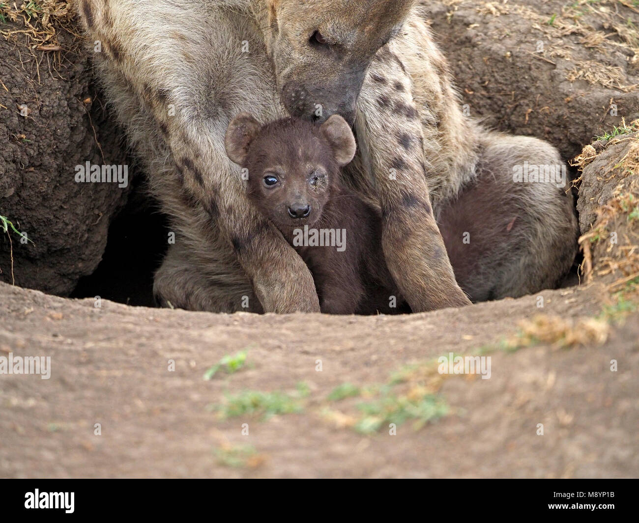 Spotted hyena (Crocuta crocuta) mother guarding pup blind in one eye at ...