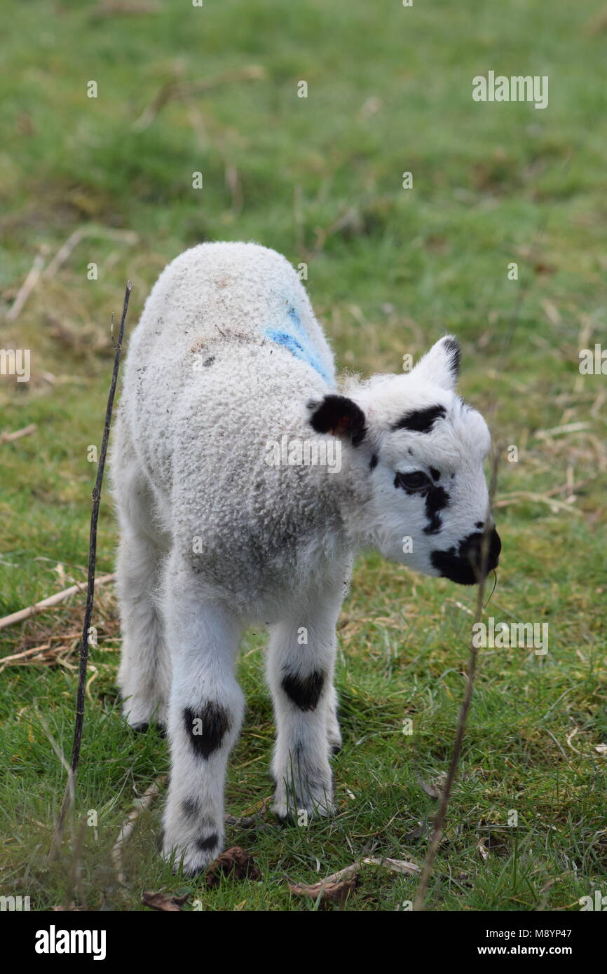 Knee patches hi-res stock photography and images - Alamy