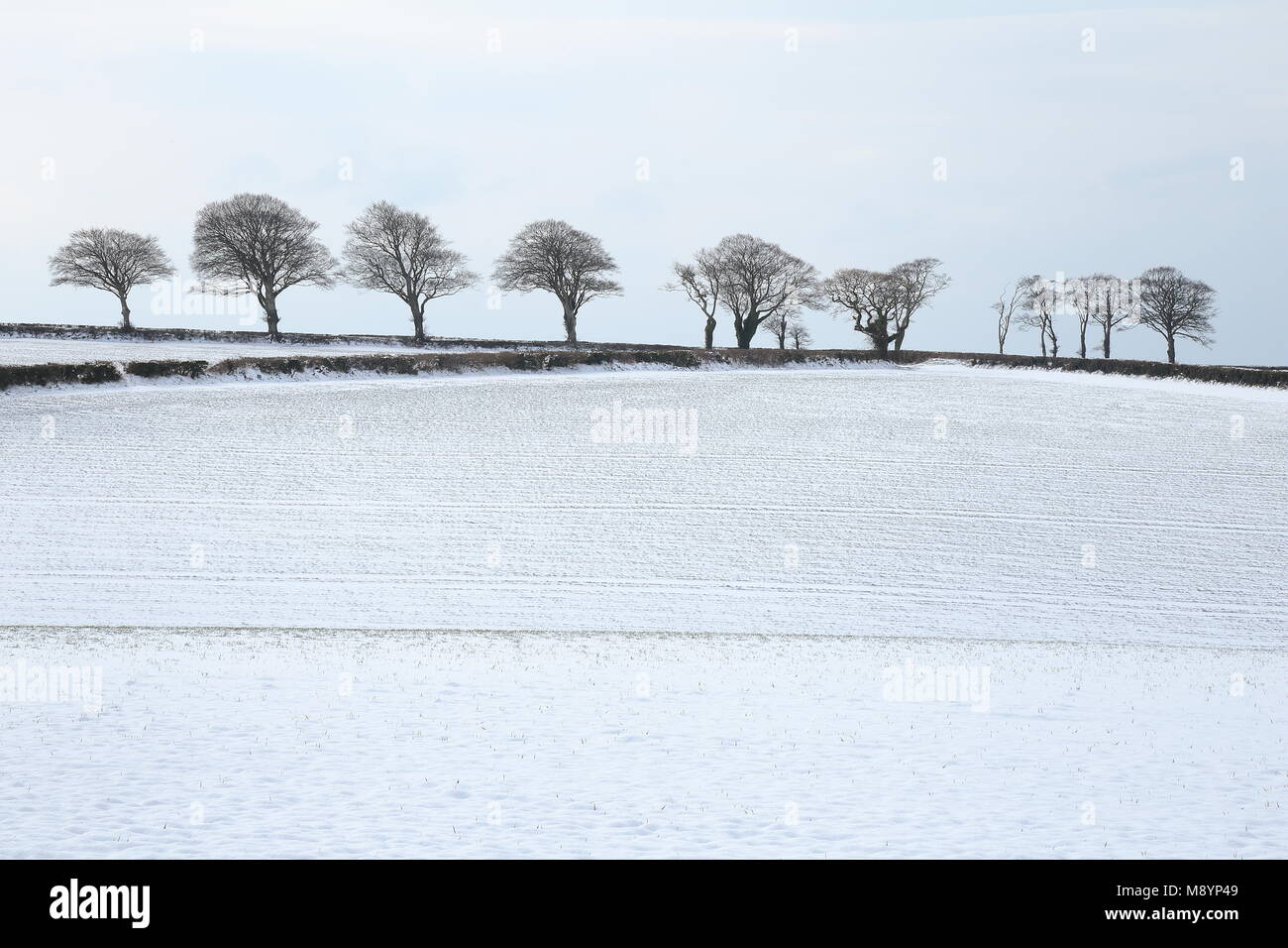 Trees in a field covered in snow. Winter scene in East Devon Stock ...