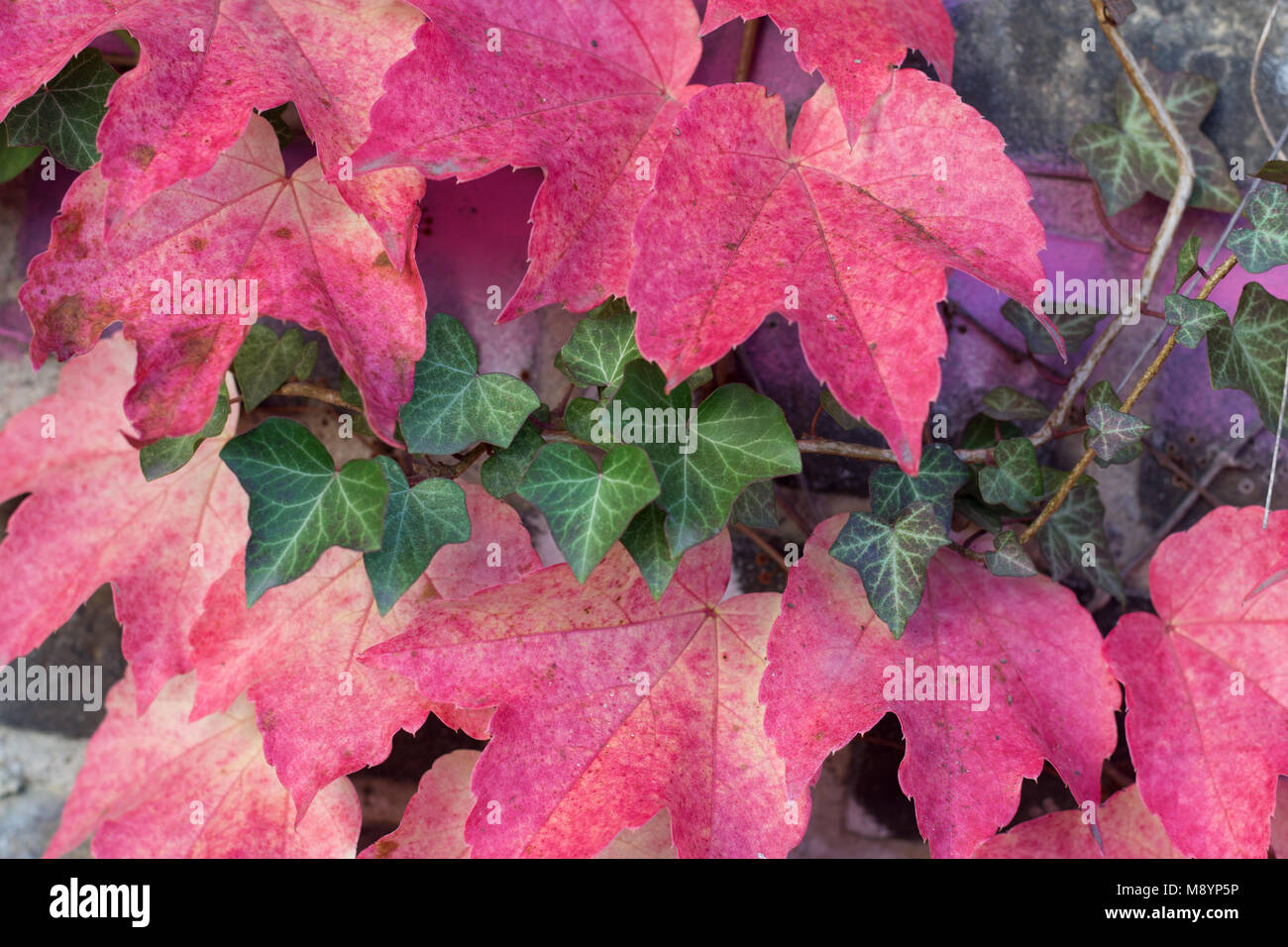 Indian summer red leaves hi-res stock photography and images - Alamy