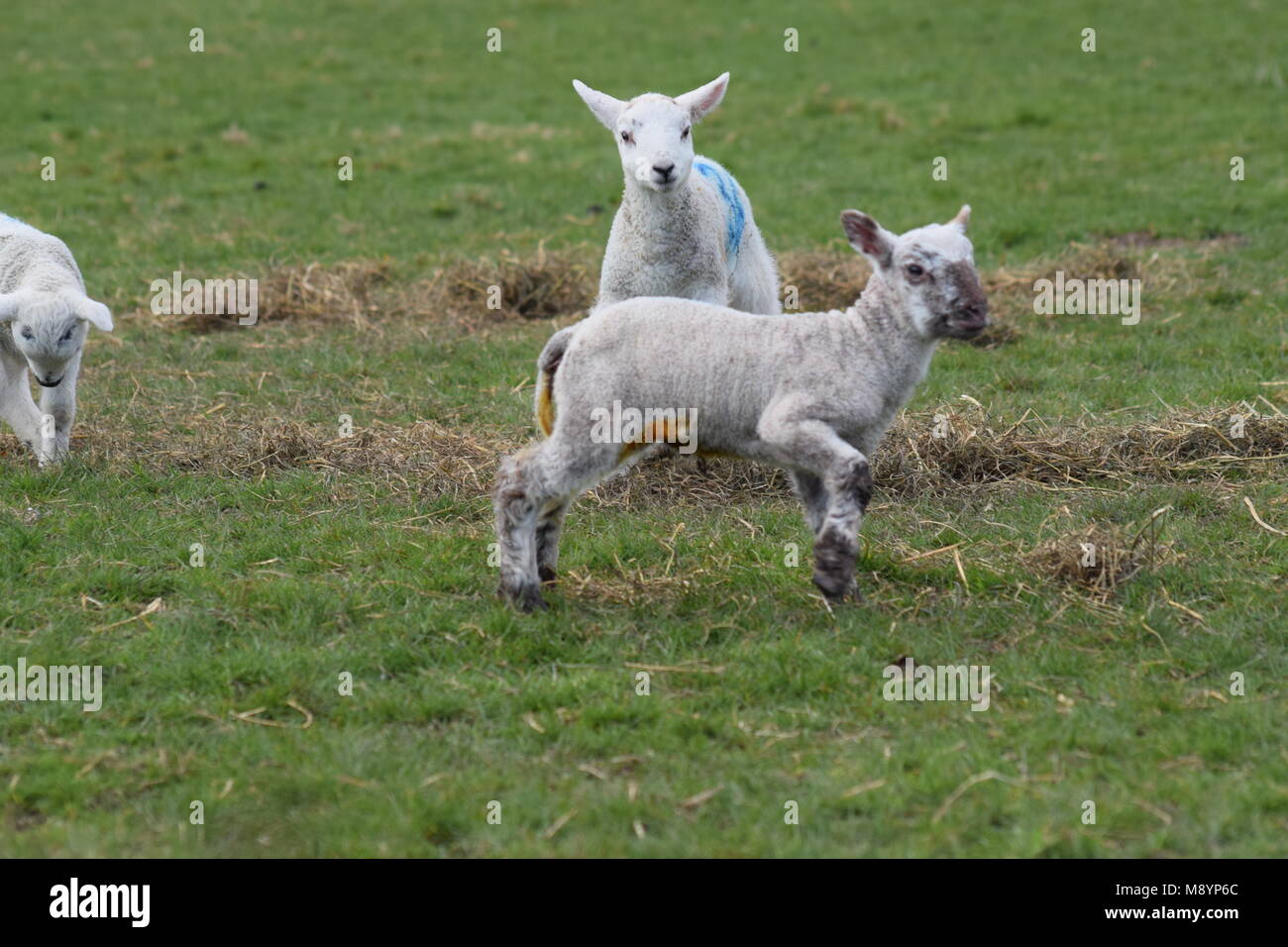 New life cycle hi-res stock photography and images - Alamy