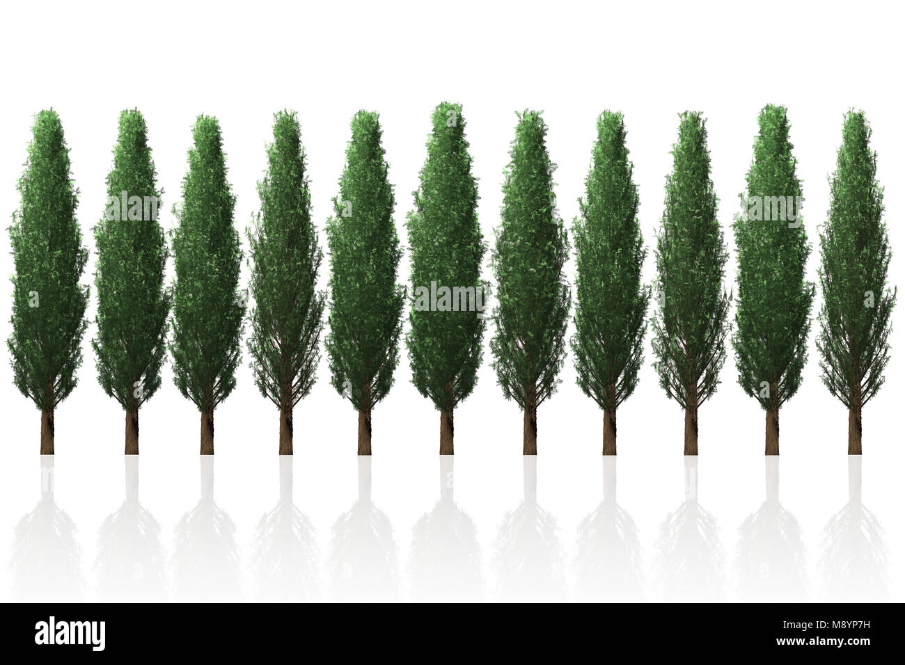 Pine Tree row isolated 3D Illustration for graphics design Stock Photo ...