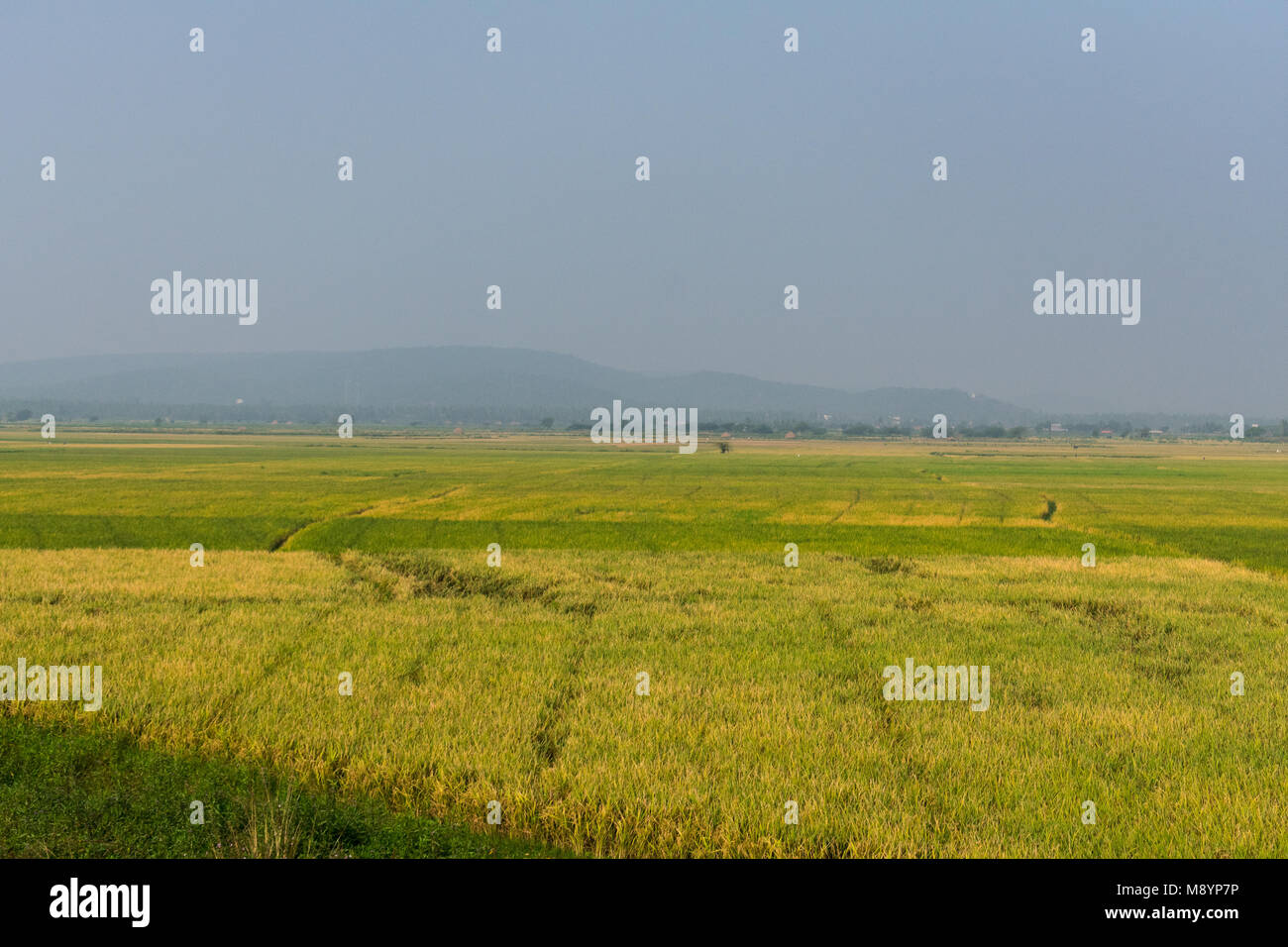 Cultivation of Paddy & Wheat looking awesome greenery Stock Photo - Alamy