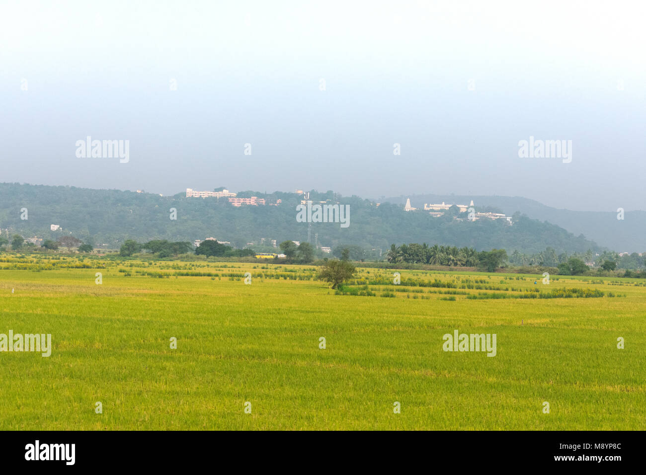 A greenery paddy farming with mountain view Stock Photo - Alamy