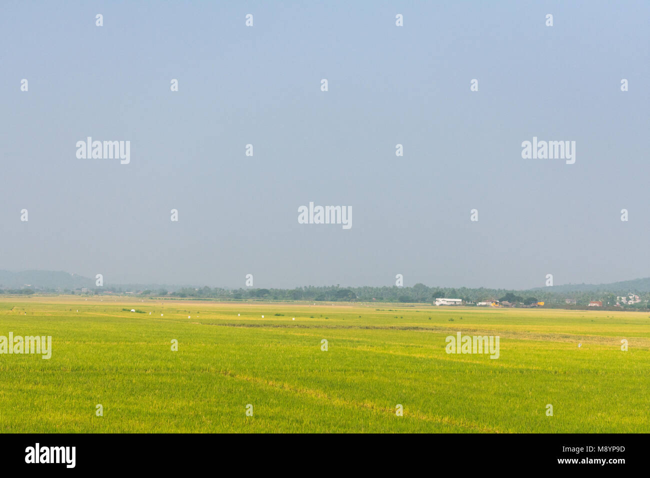 Indian farming greenery land with background view Stock Photo - Alamy