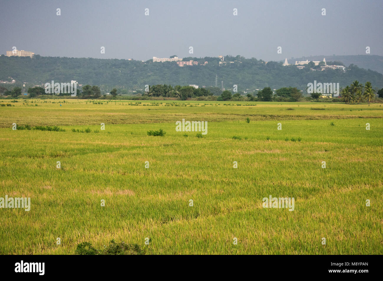 Indian farming greenery land with background view Stock Photo - Alamy