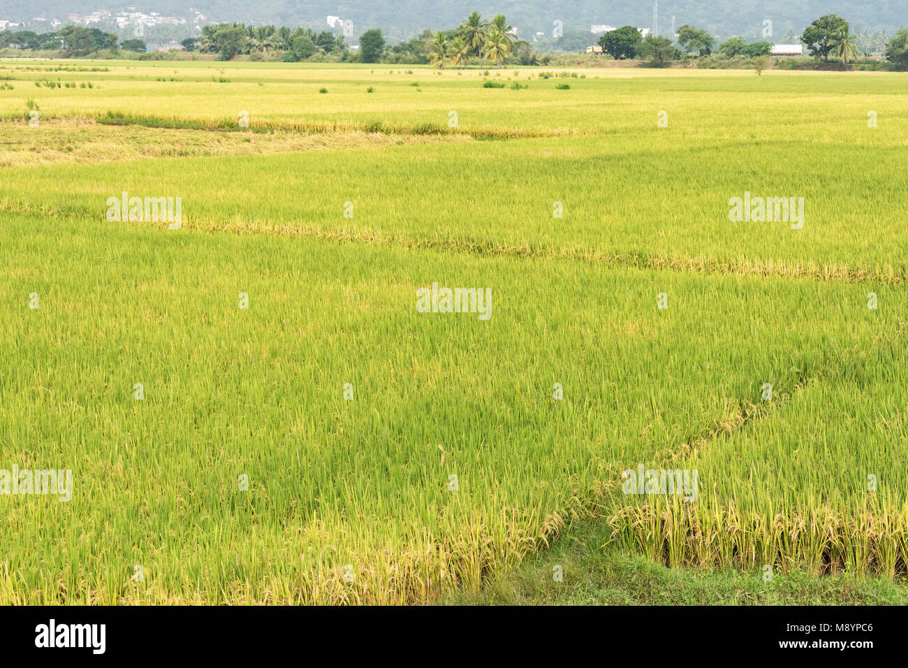 Indian farming greenery land with background view Stock Photo - Alamy