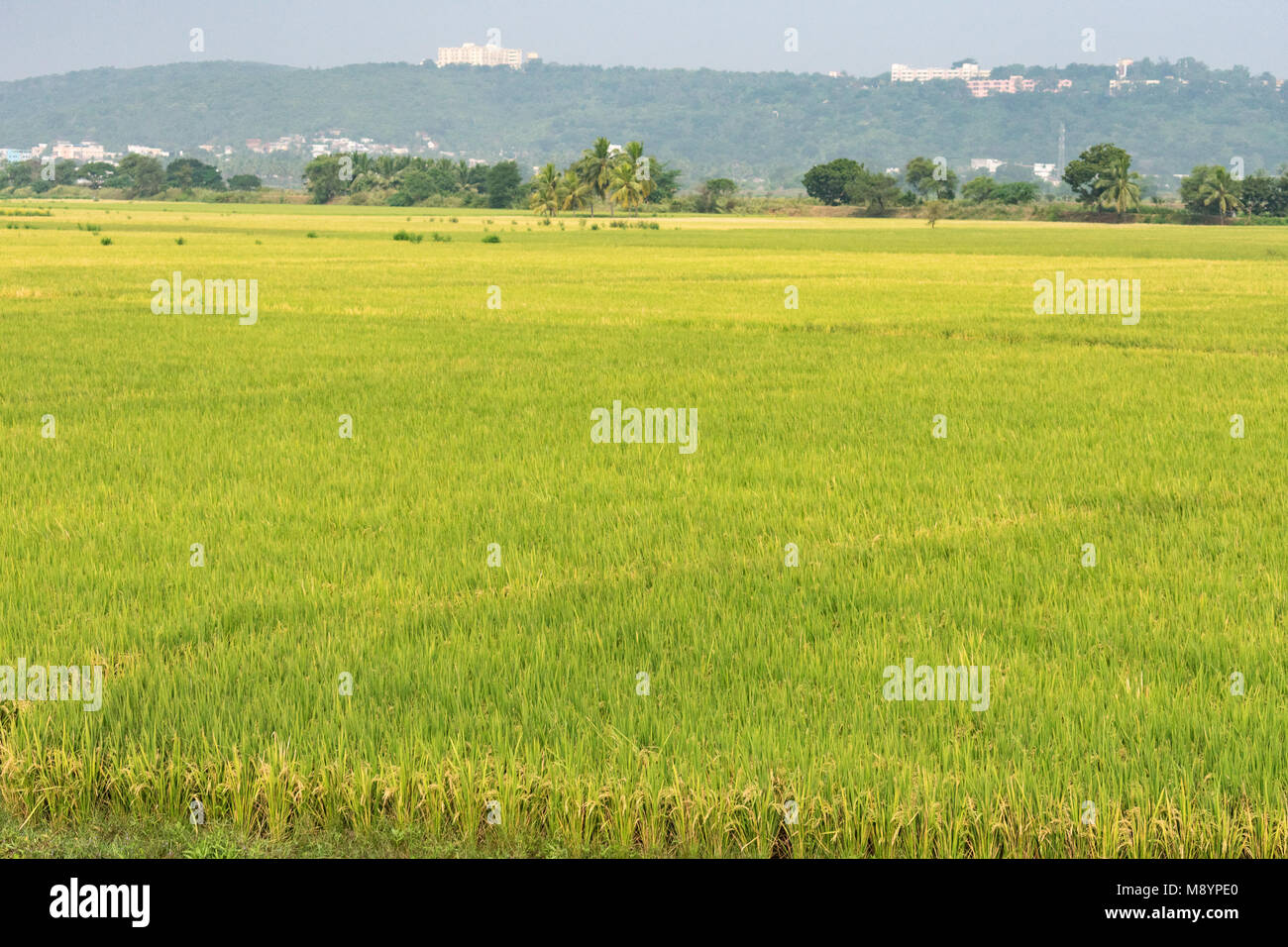 Indian farming greenery land with background view Stock Photo - Alamy