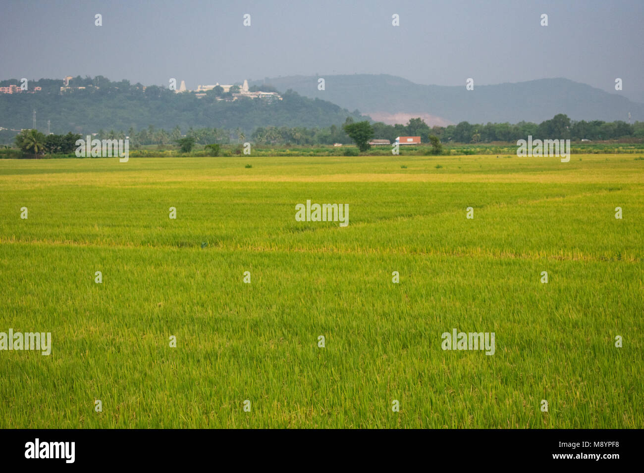 Indian farming greenery land with background view Stock Photo - Alamy