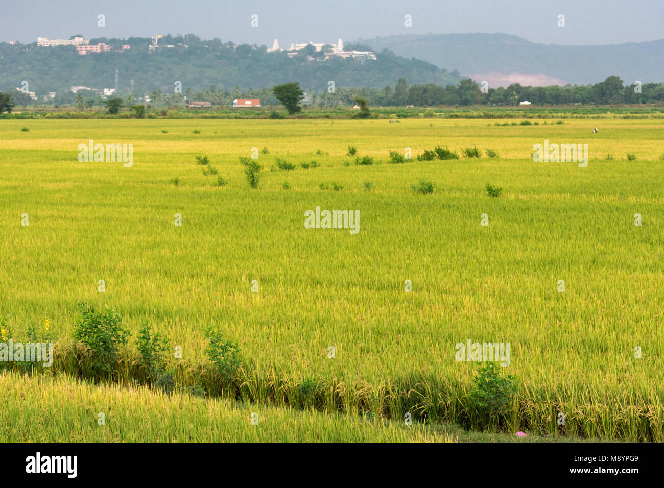 Indian farming greenery land with background view Stock Photo - Alamy
