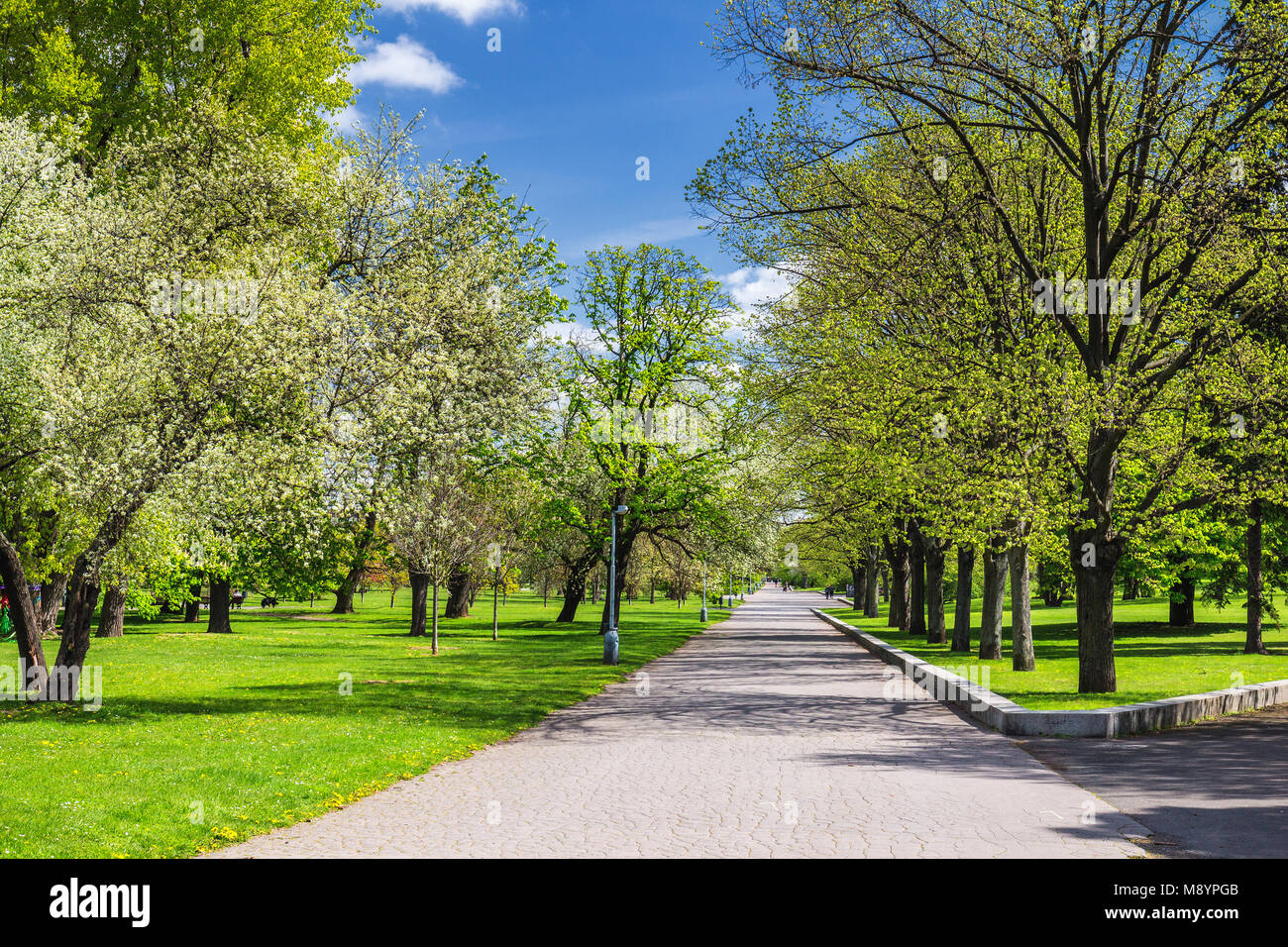 Park in the spring with green lawn, sun light. Stone pathway in a green ...