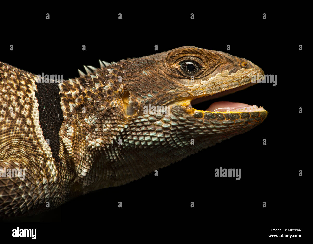 Madagascar swift (Oplurus cyclurus), an endemic arboreal Malagasy ...