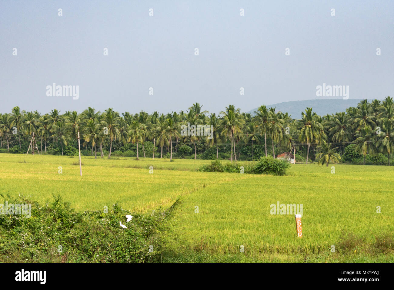 Tree plantation background hi-res stock photography and images - Alamy