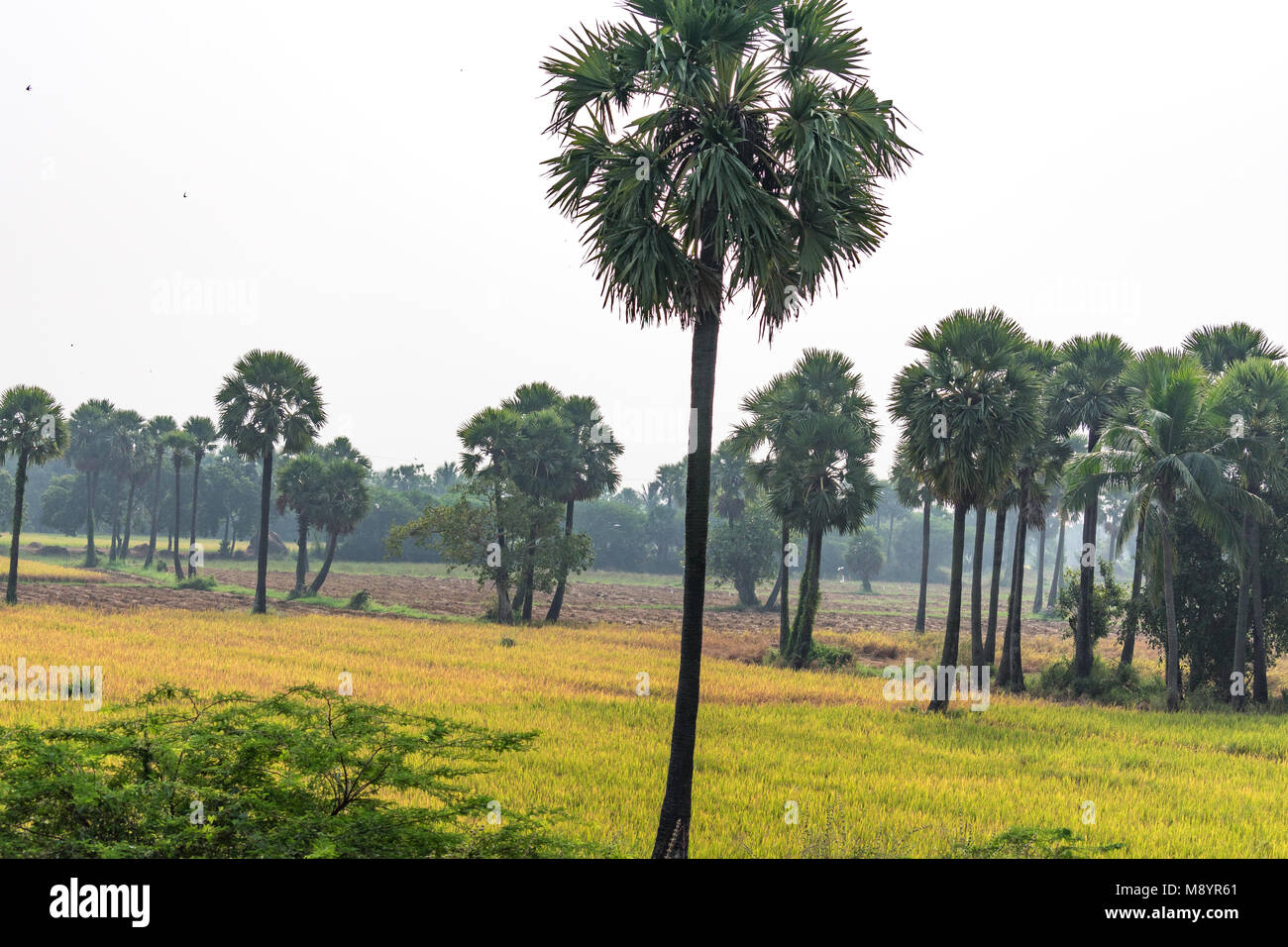 Awesome view of palm trees in between of indian paddy farm Stock Photo ...