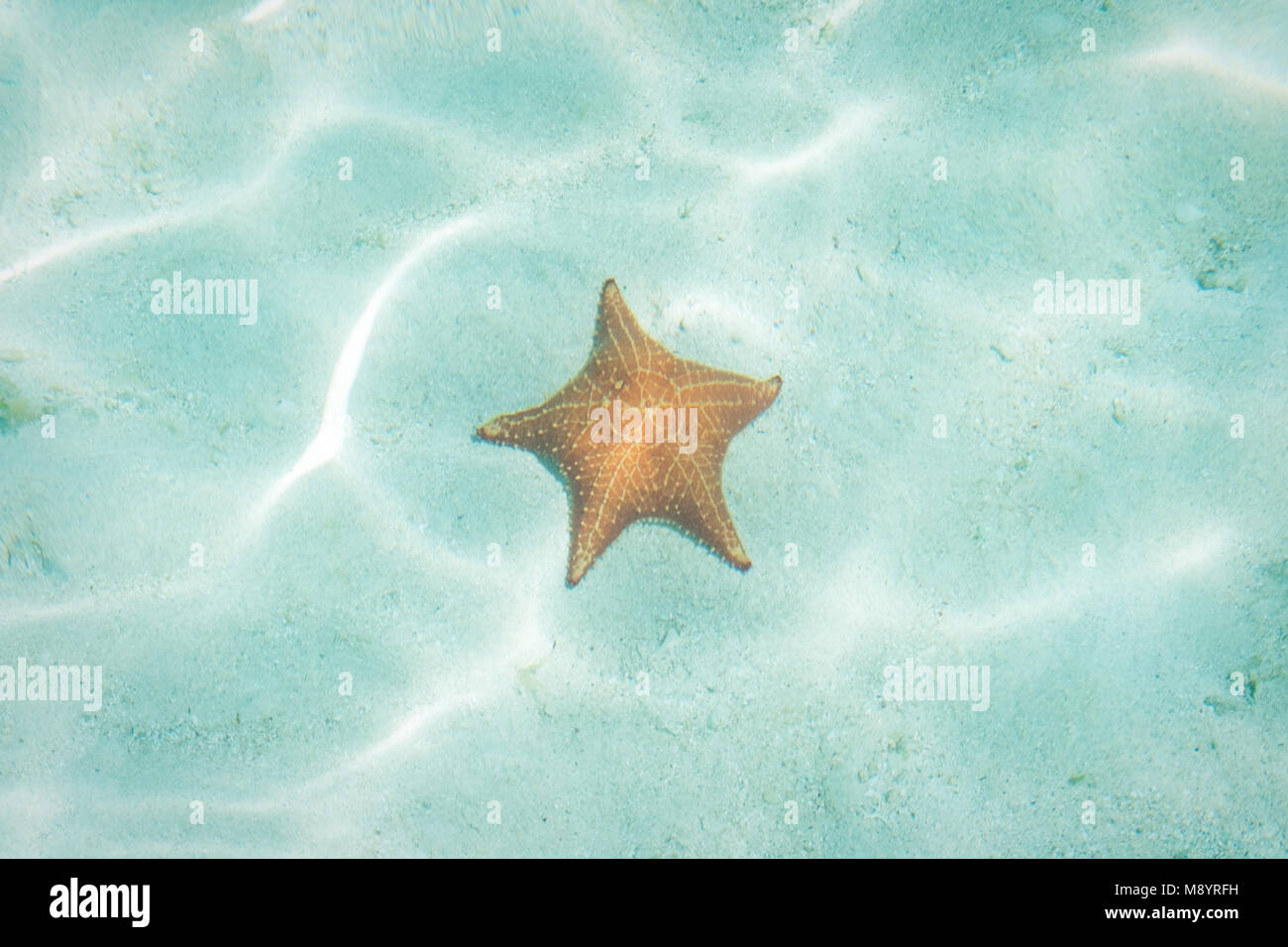 star fish underwater - sea star in water - summer vacation Stock Photo ...