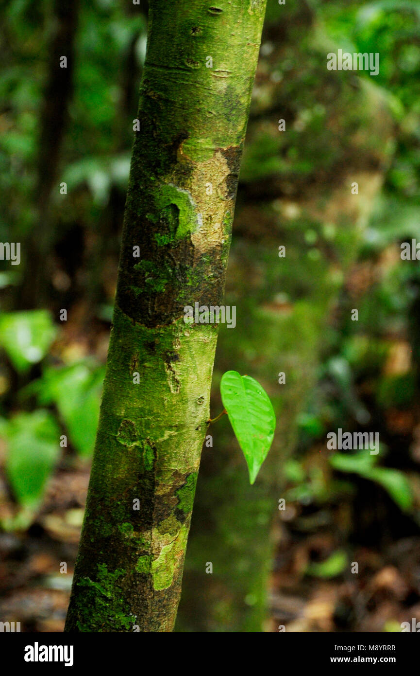 A single leaf highlights the beauty of a tree trunk along a hiking ...