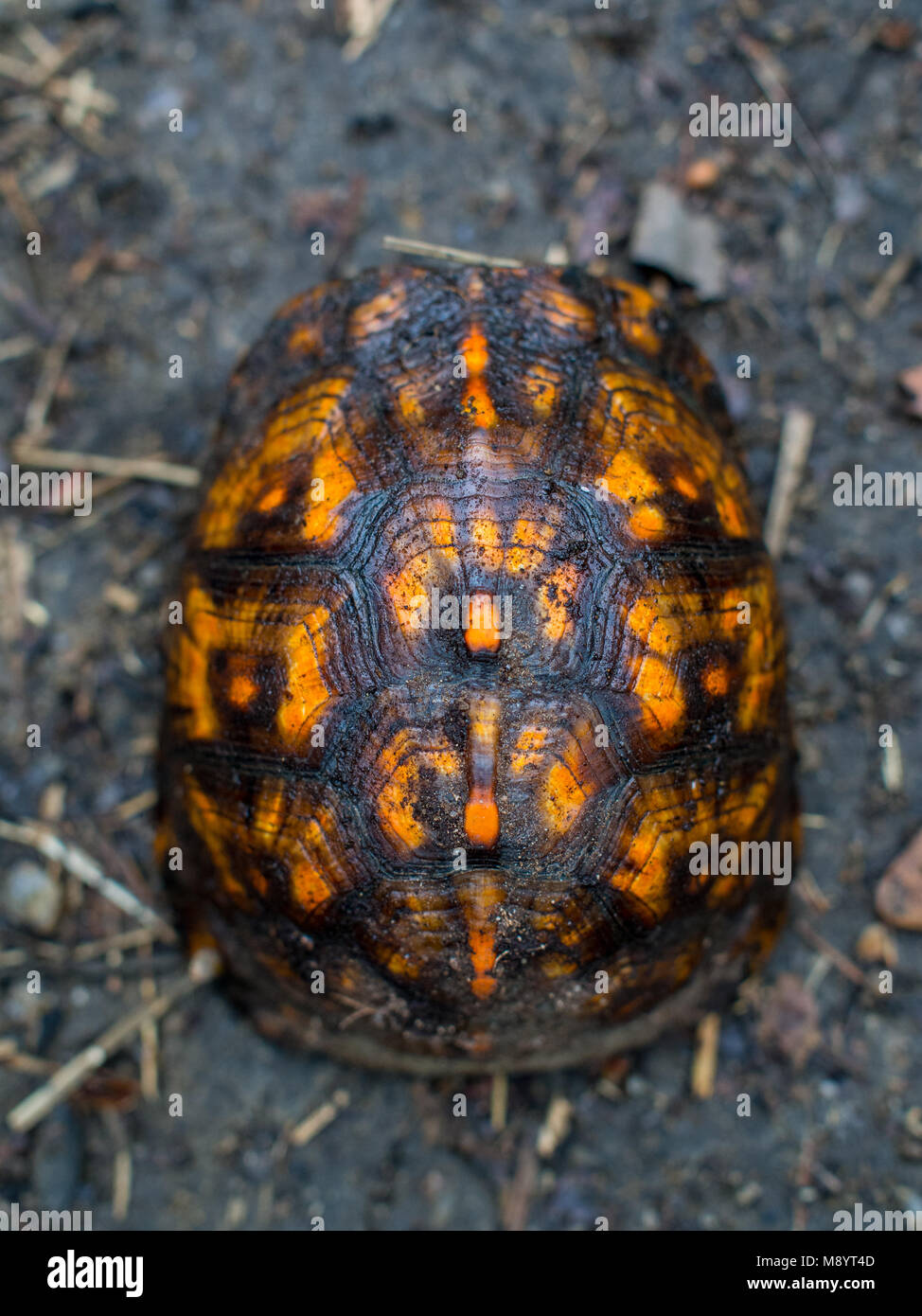 Turtle Shell High Resolution Stock Photography and Images - Alamy