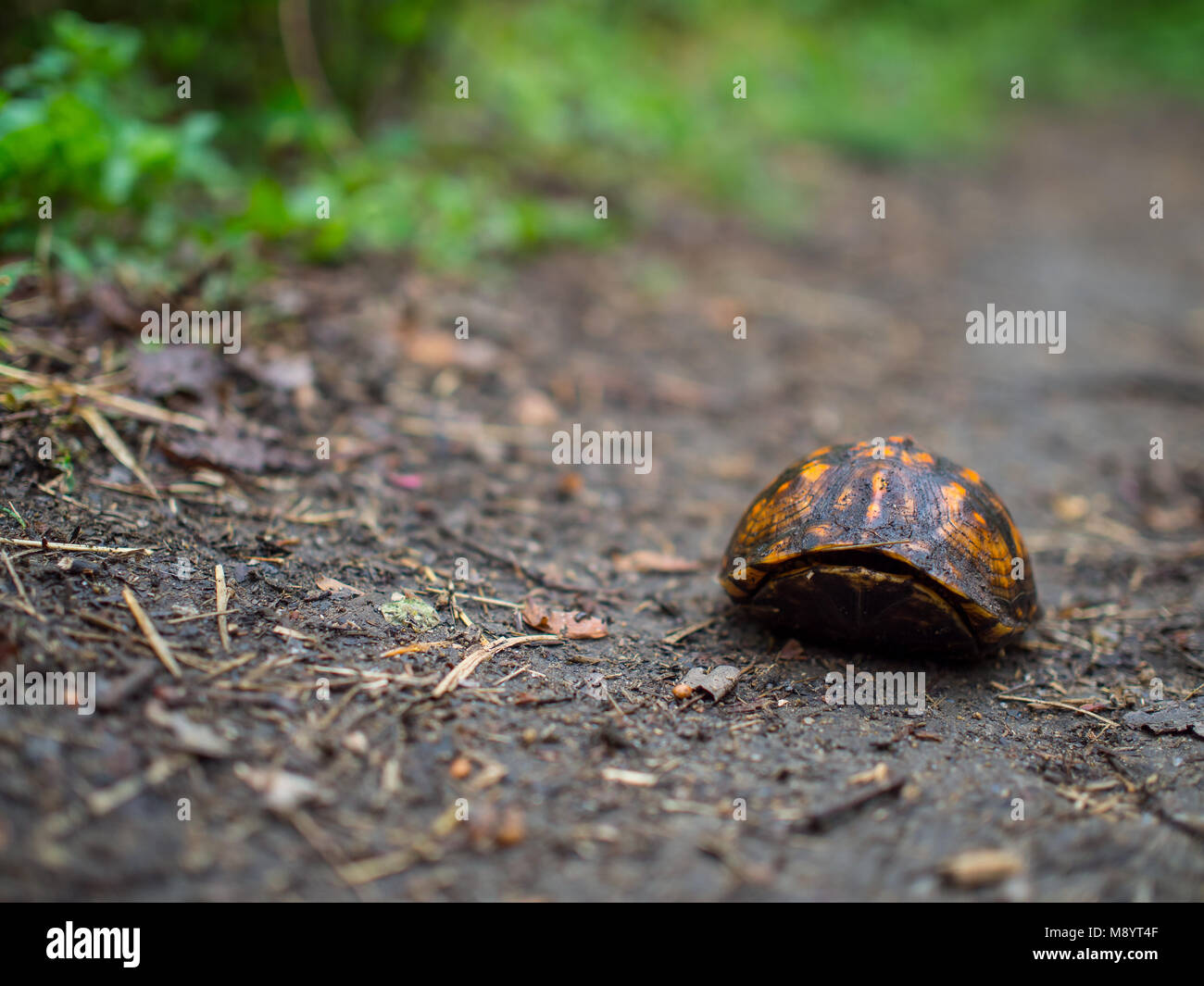 Turtle Shell High Resolution Stock Photography and Images - Alamy