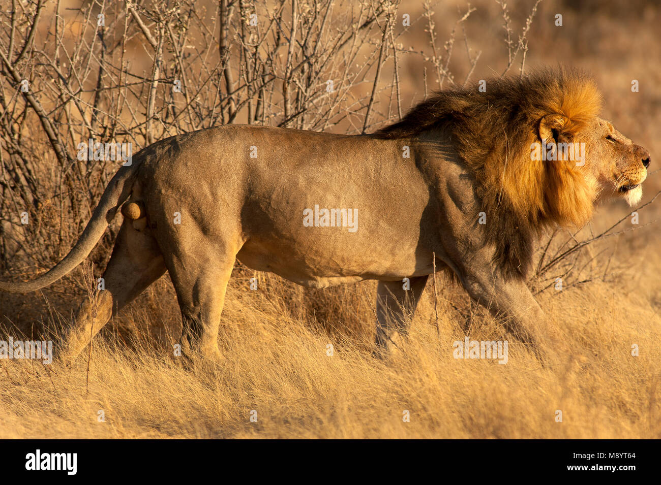 Etosha lion walking hi-res stock photography and images - Alamy