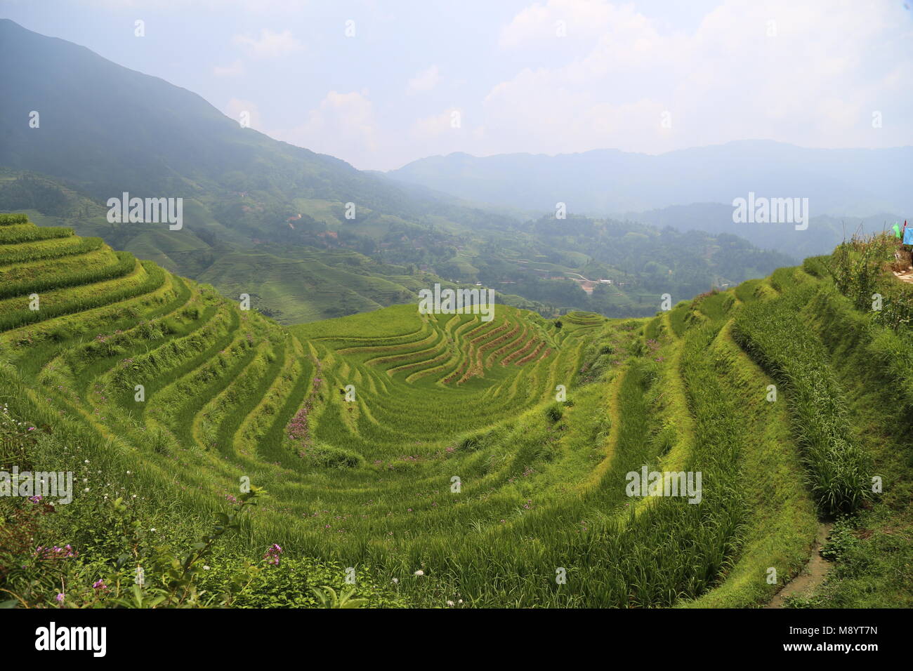 Chinese Rice Terraces Stock Photo - Alamy