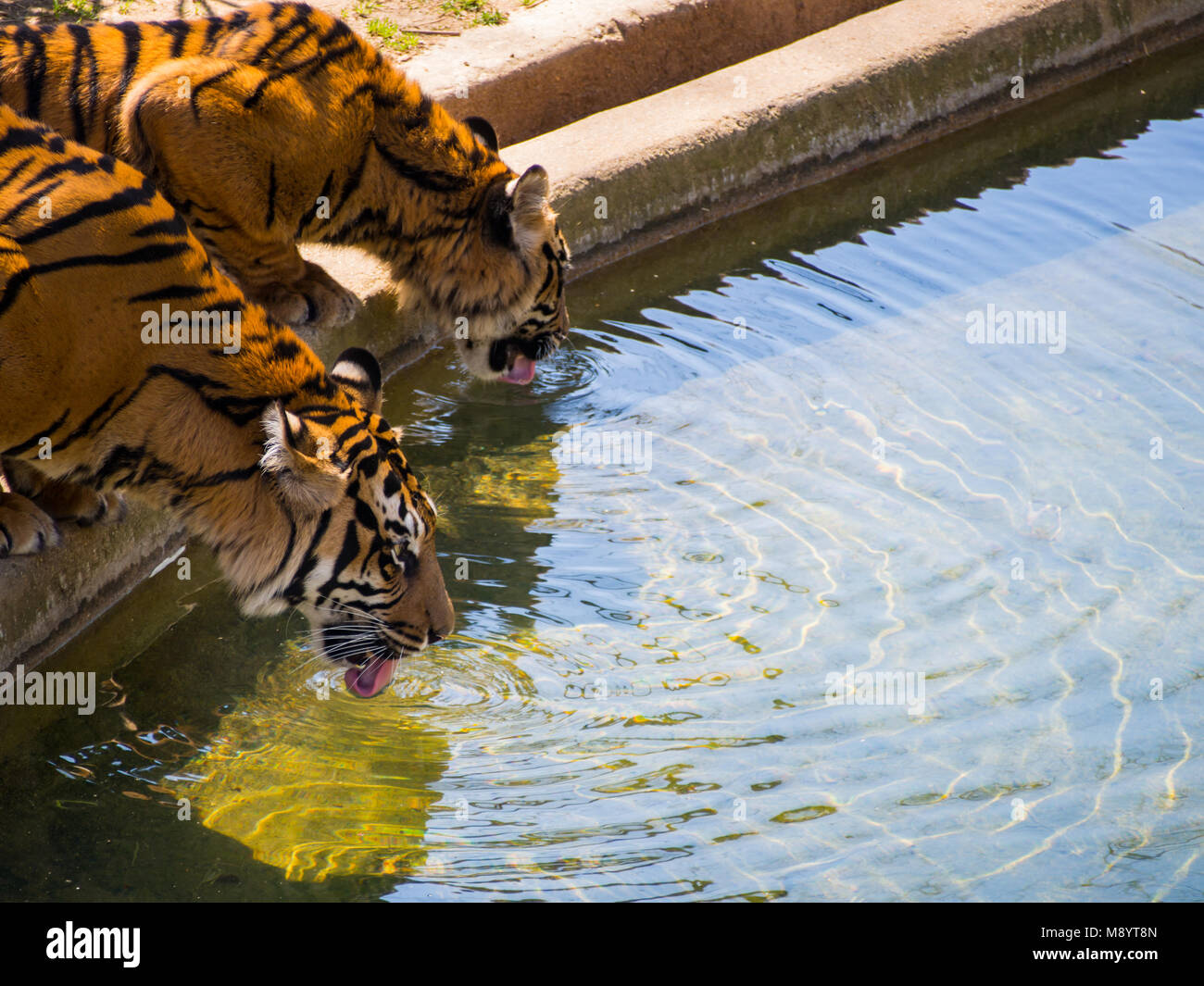 Animals from the zoo hi-res stock photography and images - Alamy