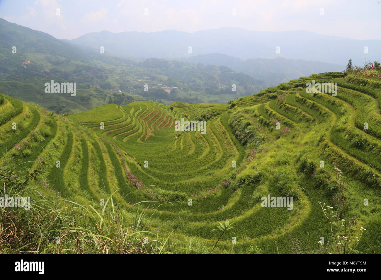 Chinese Rice Terraces Stock Photo - Alamy