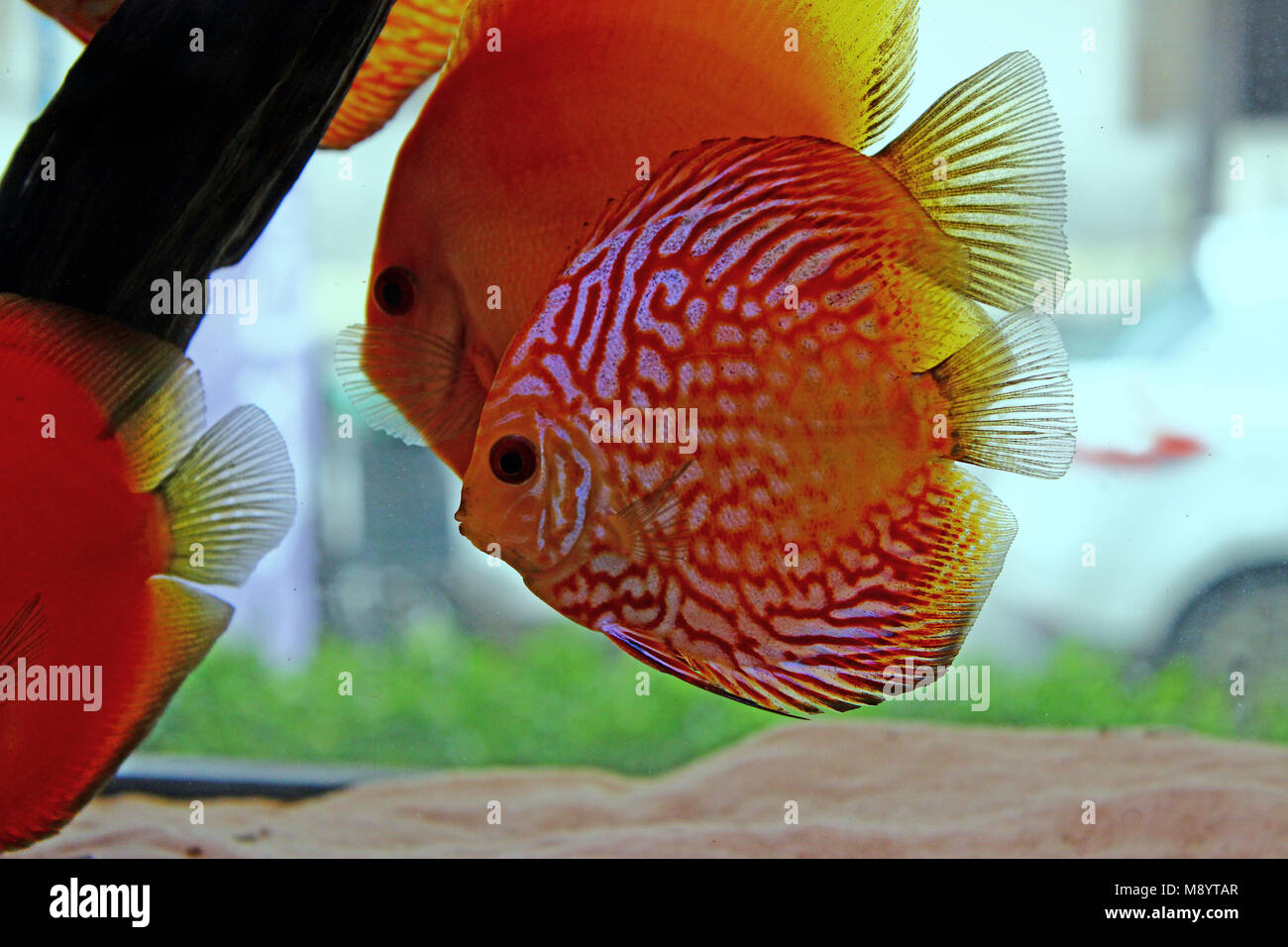 Discus fish in freshwater aquarium Stock Photo - Alamy