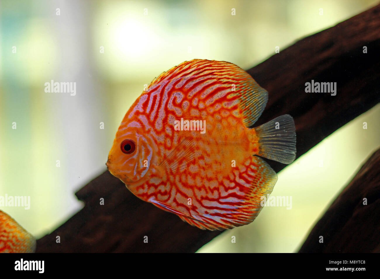 Discus fish in freshwater aquarium Stock Photo - Alamy