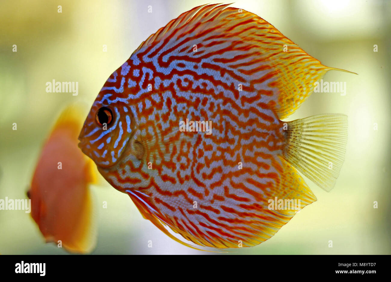 Discus fish in freshwater aquarium Stock Photo - Alamy