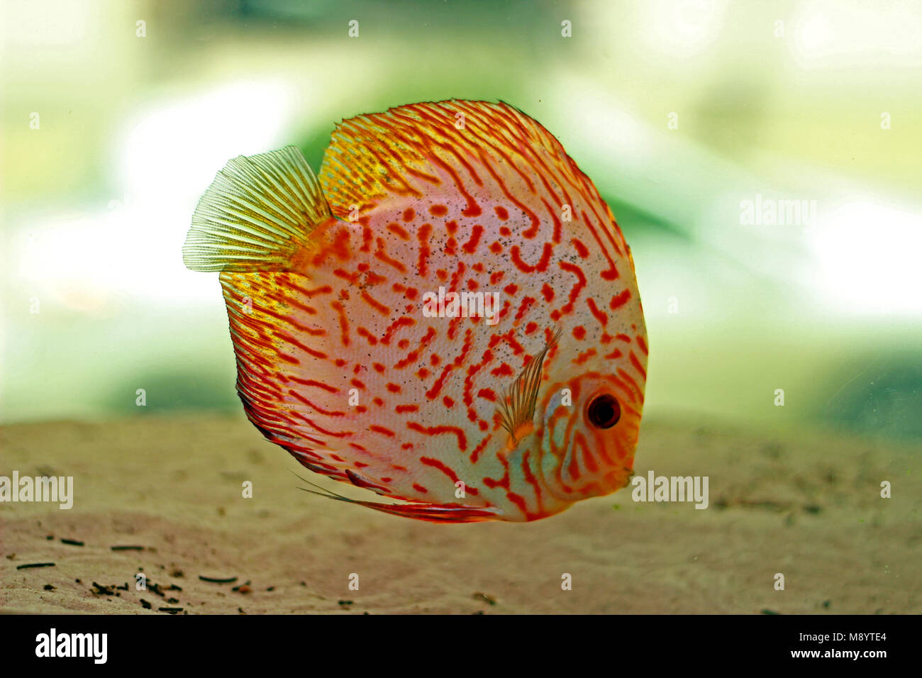 Discus fish in freshwater aquarium Stock Photo - Alamy