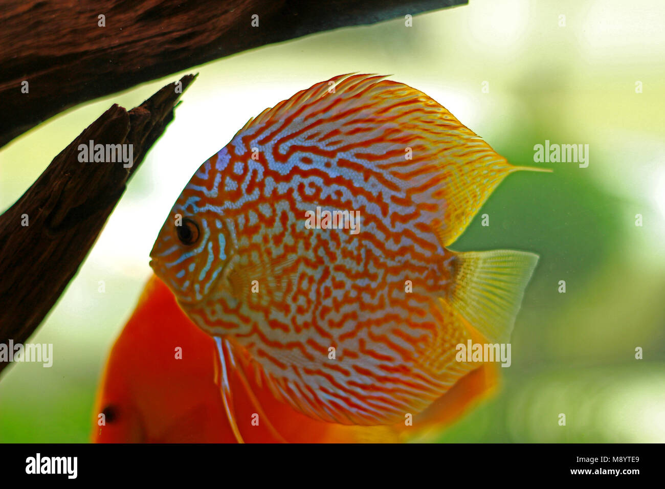Discus fish in freshwater aquarium Stock Photo - Alamy