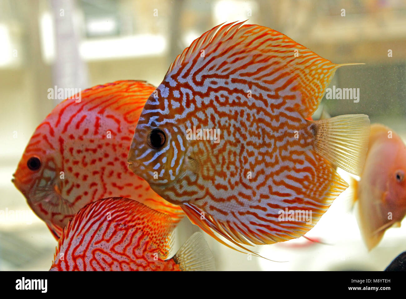 Discus fish in freshwater aquarium Stock Photo - Alamy