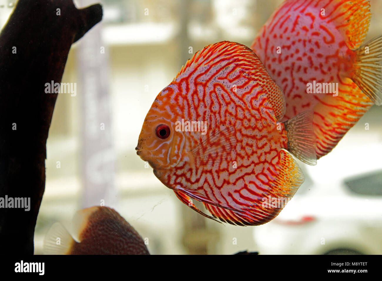 Discus fish in freshwater aquarium Stock Photo - Alamy
