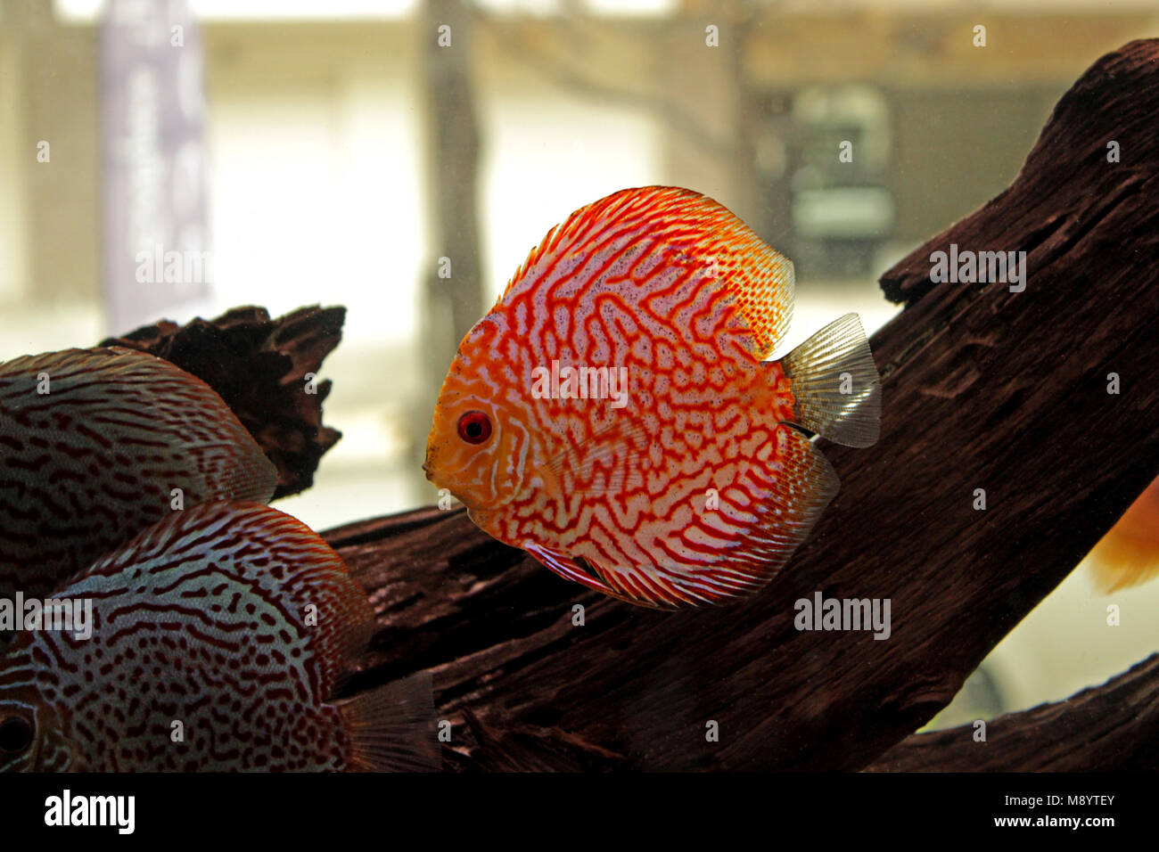 Discus fish in freshwater aquarium Stock Photo - Alamy
