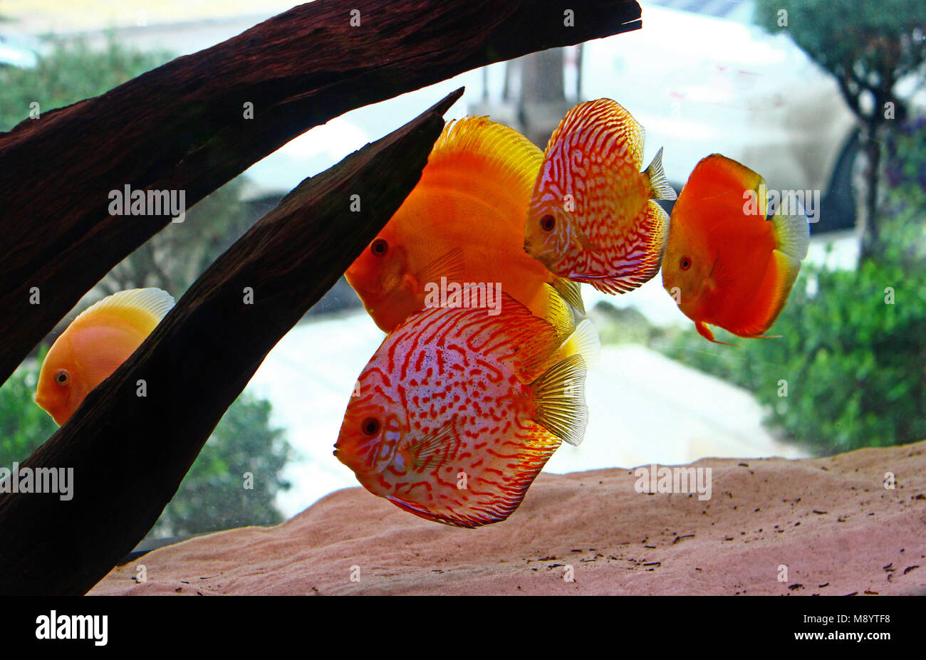Discus fish in freshwater aquarium Stock Photo - Alamy