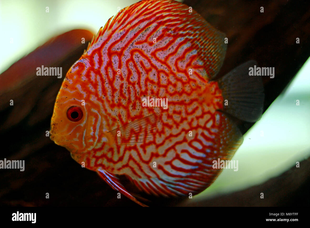 Discus fish in freshwater aquarium Stock Photo - Alamy